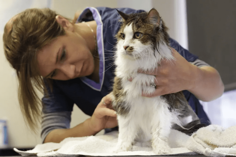 Mastering Physical Examination in Veterinary Practice - Pedigogy