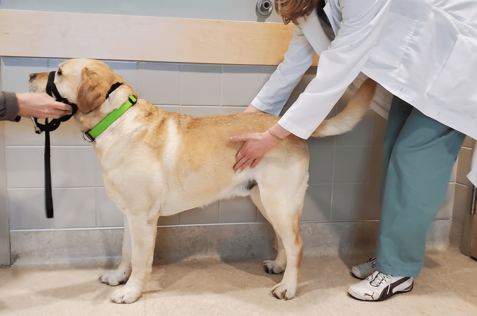 Mastering Physical Examination in Veterinary Practice - Pedigogy
