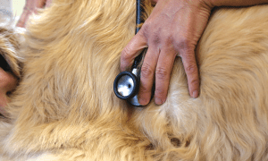 Mastering Physical Examination in Veterinary Practice - Pedigogy