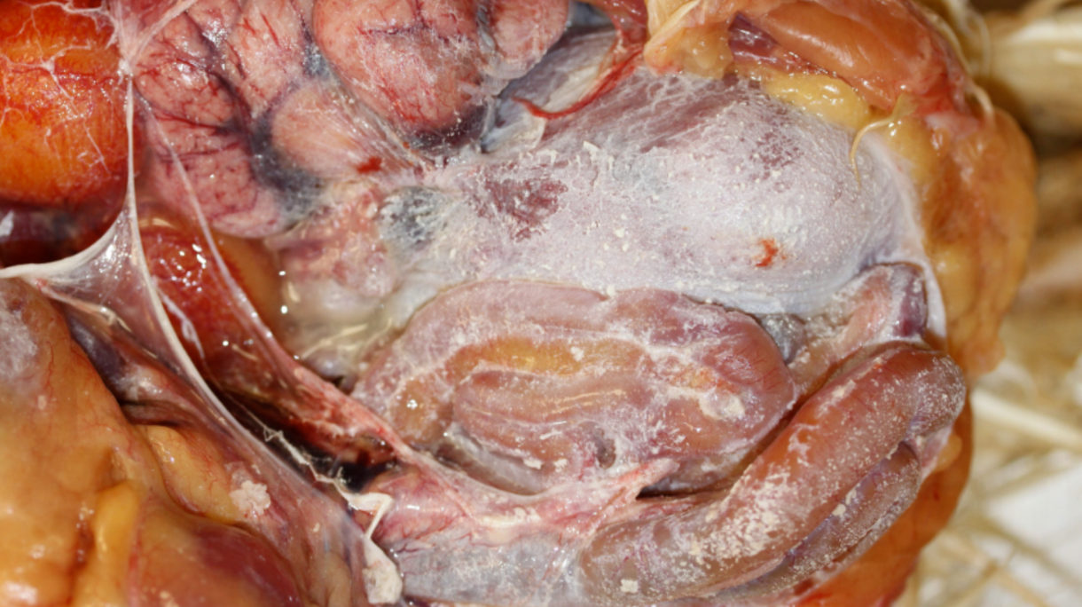 Understanding Gout in Poultry: Causes, Diagnosis & Prevention - Pedigogy