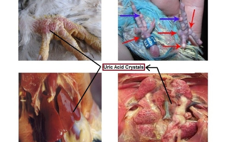 Understanding Gout in Poultry: Causes, Diagnosis & Prevention - Pedigogy