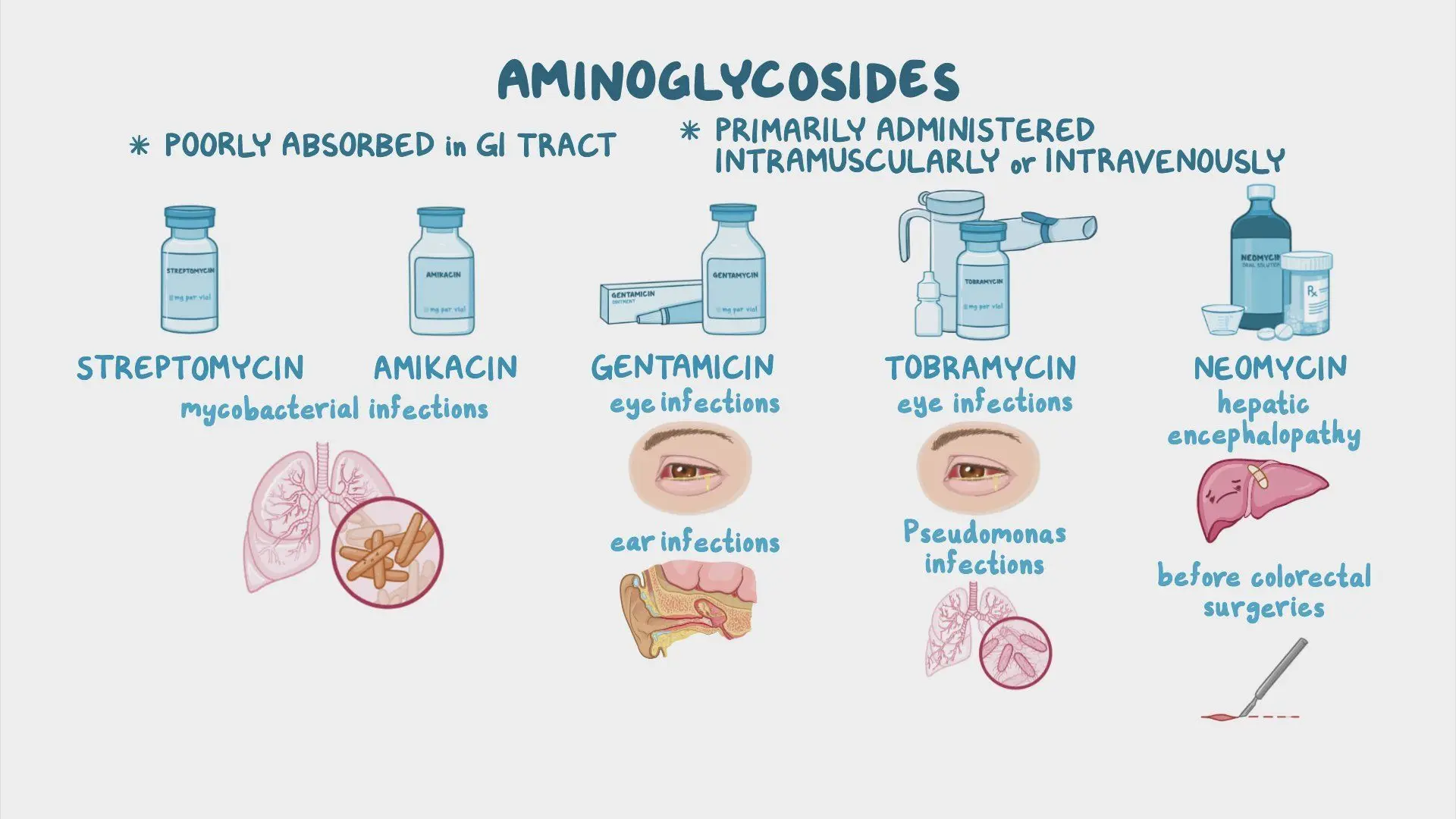Aminoglycoside Antibiotics in Veterinary Practice: Mechanism, Uses, & Pharmacology Explained ...
