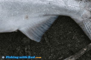 Types of Fin in Fish and Their Functions - Pedigogy